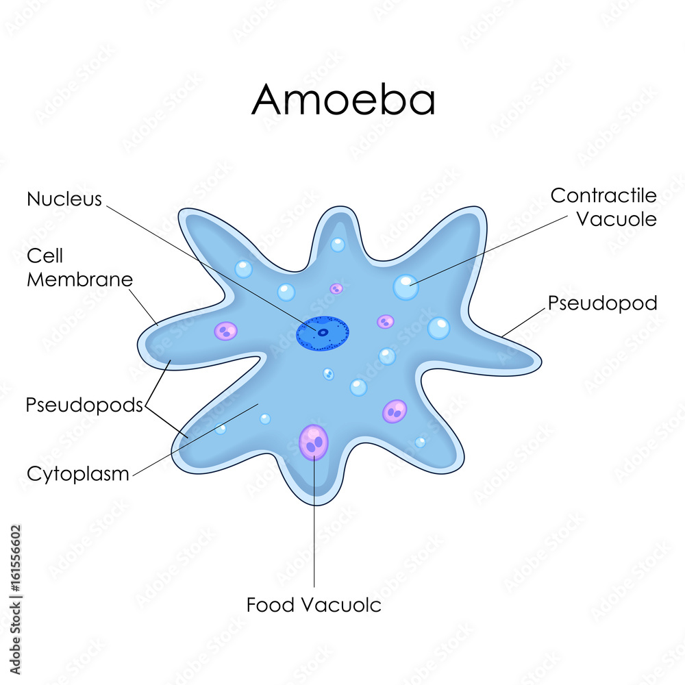 Education Chart of Biology for Amoeba Diagram Stock Vector | Adobe Stock
