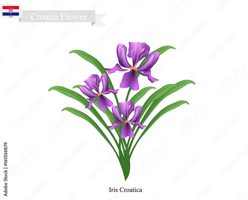 Iris Croatica Flowers, The National Flower of Croatia Stock Vector ...