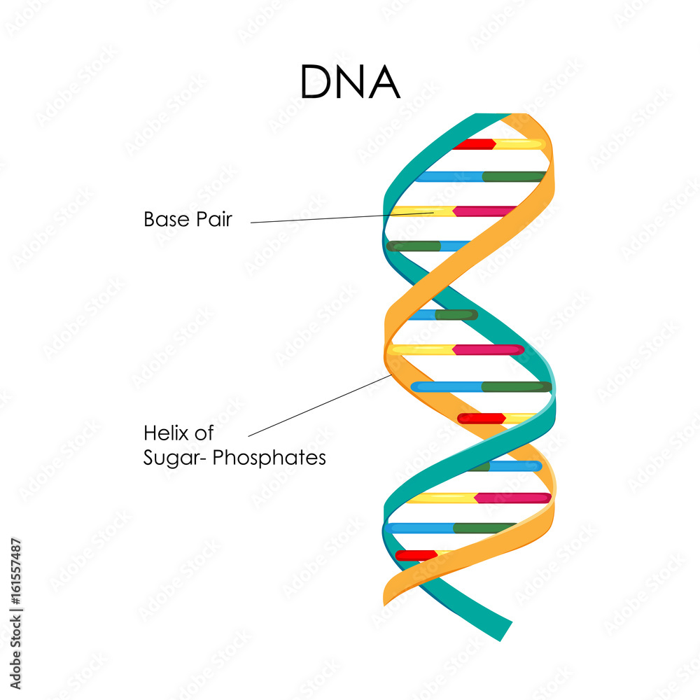 Education Chart of Biology for DNA Structure Diagram Stock Vector ...