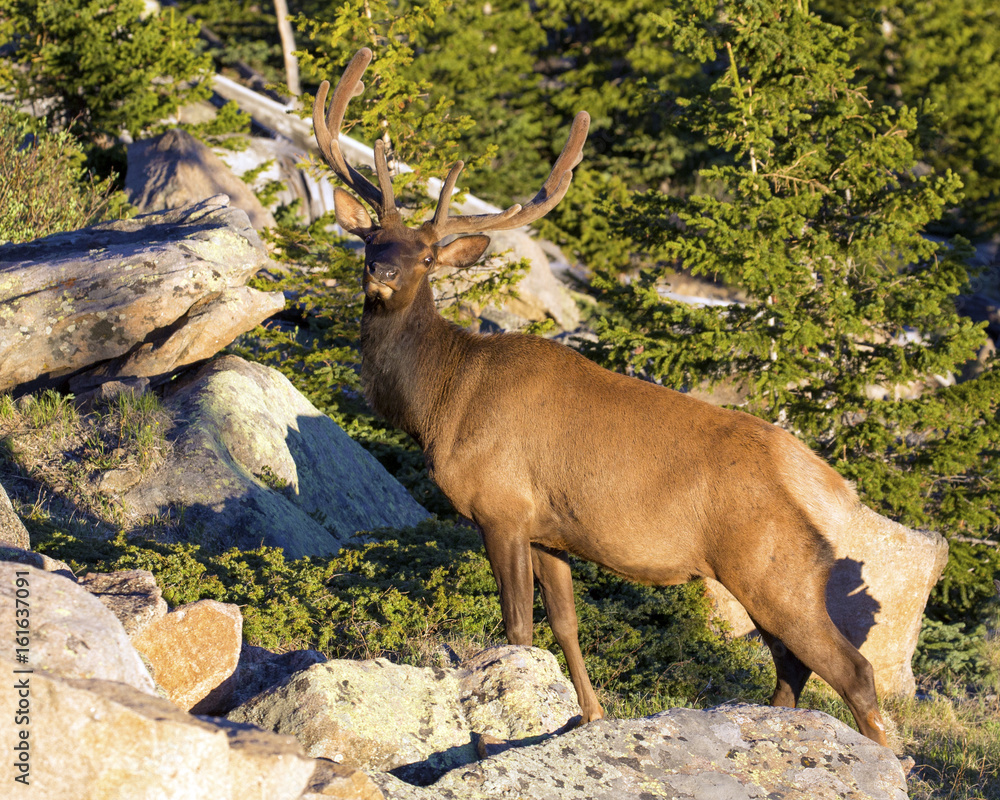 Bull Elk in Rocky Mountains National Park, Colorado Stock Photo | Adobe ...