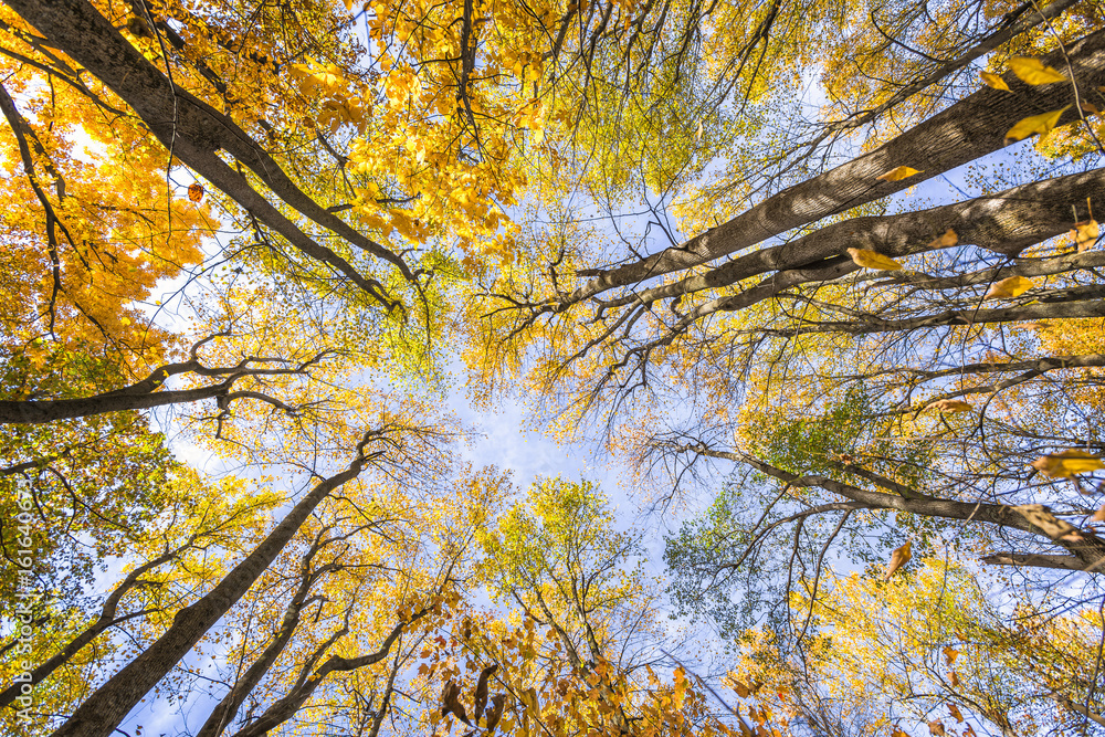arboles / trees Stock Photo | Adobe Stock