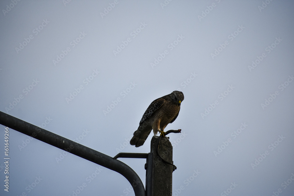 Red Tailed Hawk Eating Snake