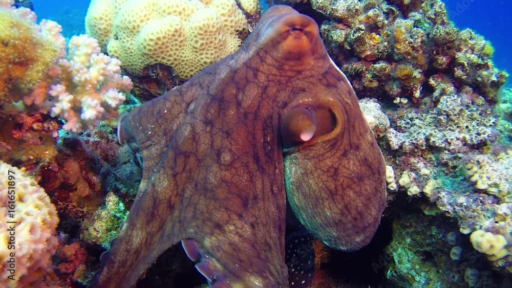Underwater Big Red Octopus. Picture of colorful big red octopus ...