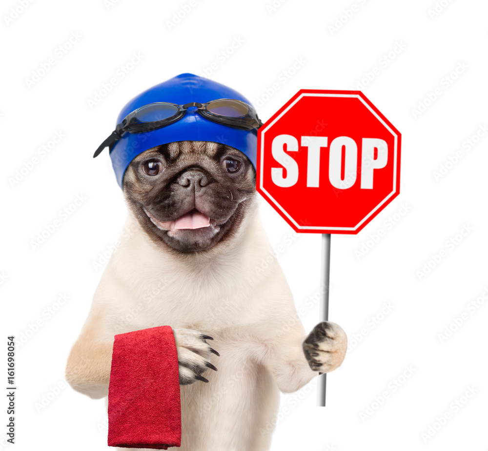 Dog with swimming hat and glasses holding stop sign. Isolated on white ...