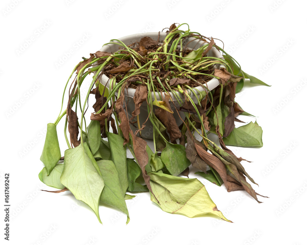 faded plant on a white background Stock Photo | Adobe Stock