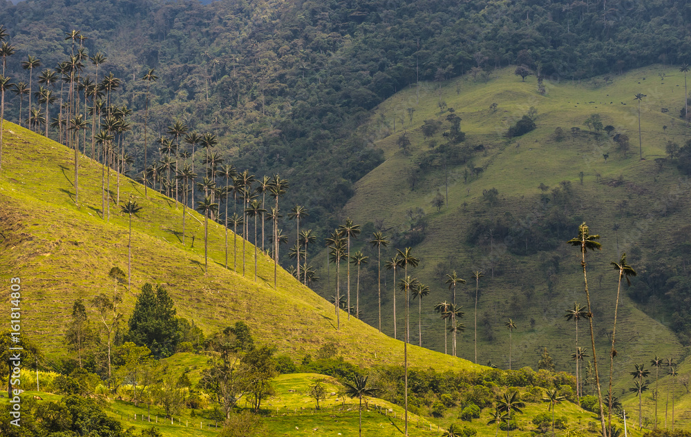 Wax palm trees of Cocora Valley, Colombia Stock Photo | Adobe Stock