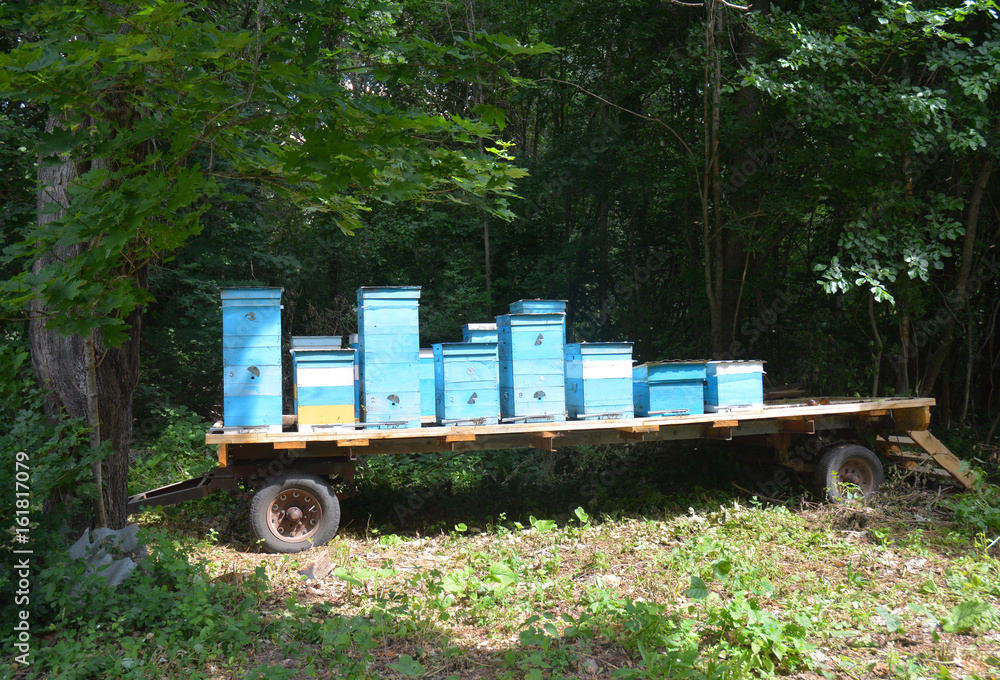 Relocating Bees. Langstroth beehives mounted on a single axle utility ...