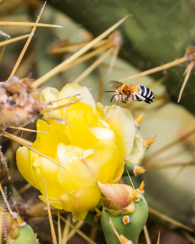 Black and white striped bee Amegilla flying towards a yellow flower of ...