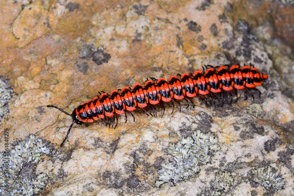 Pink Dragon Millipede