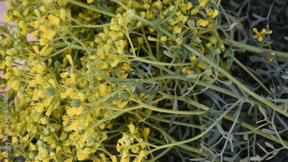 Ruta graveolens Wijnruit Рута душистая Common گیاه Weinraute rue Ruda ...