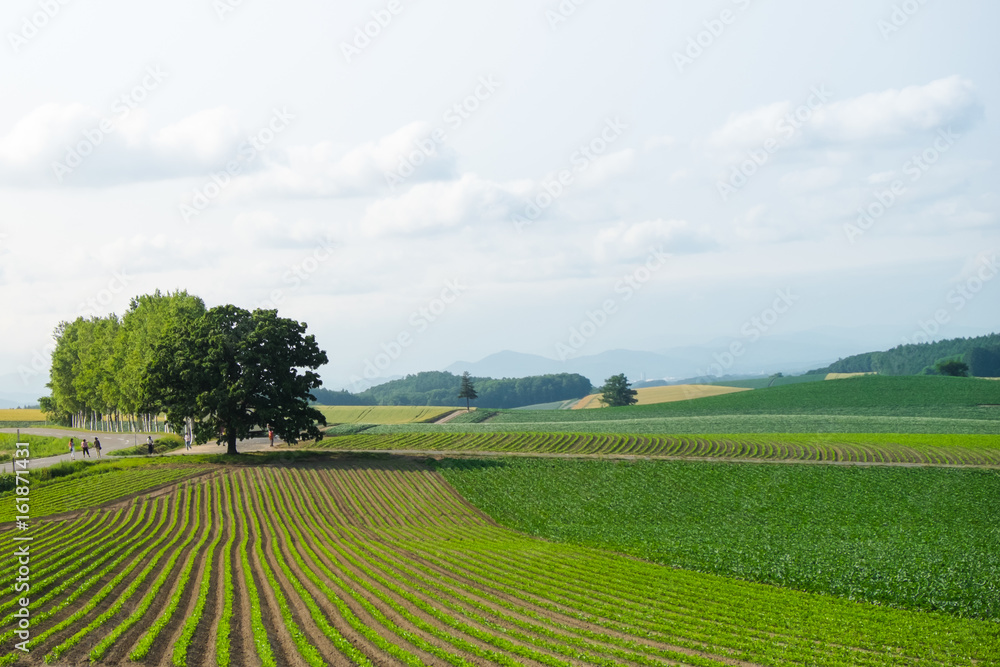 Landscape of green field with rows of plant growing in summer of japan ...
