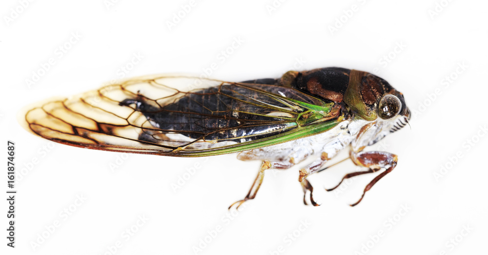 Cicada macro against white background Stock Photo | Adobe Stock