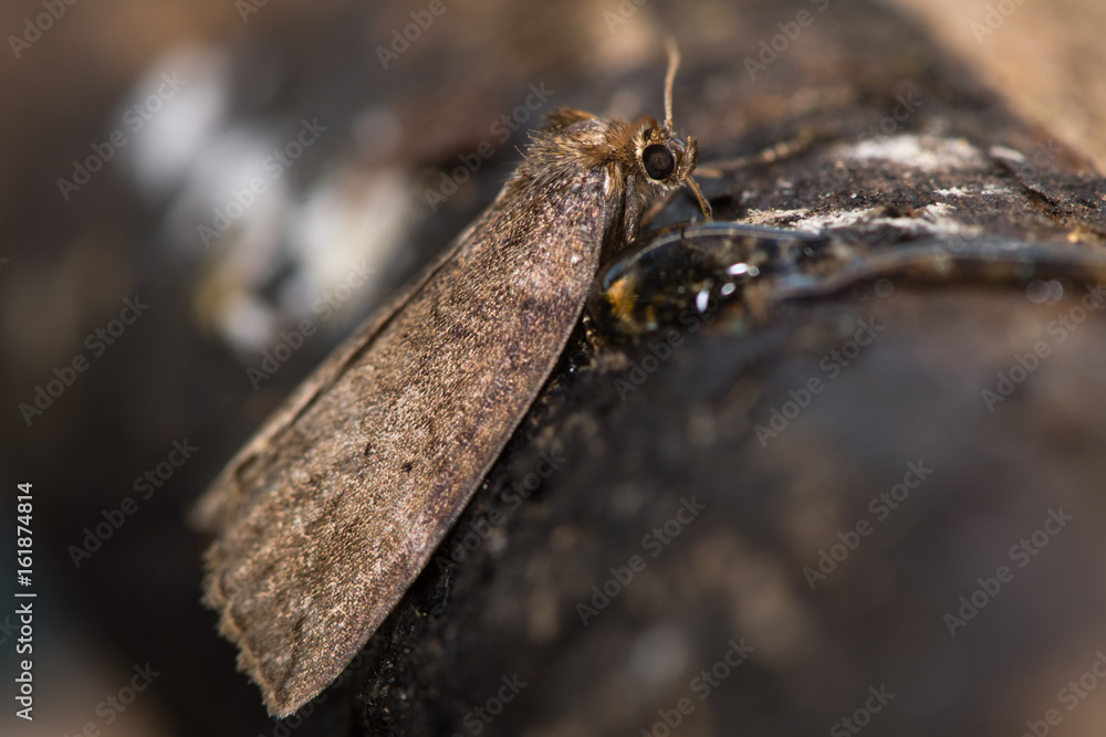 Moth Proboscis