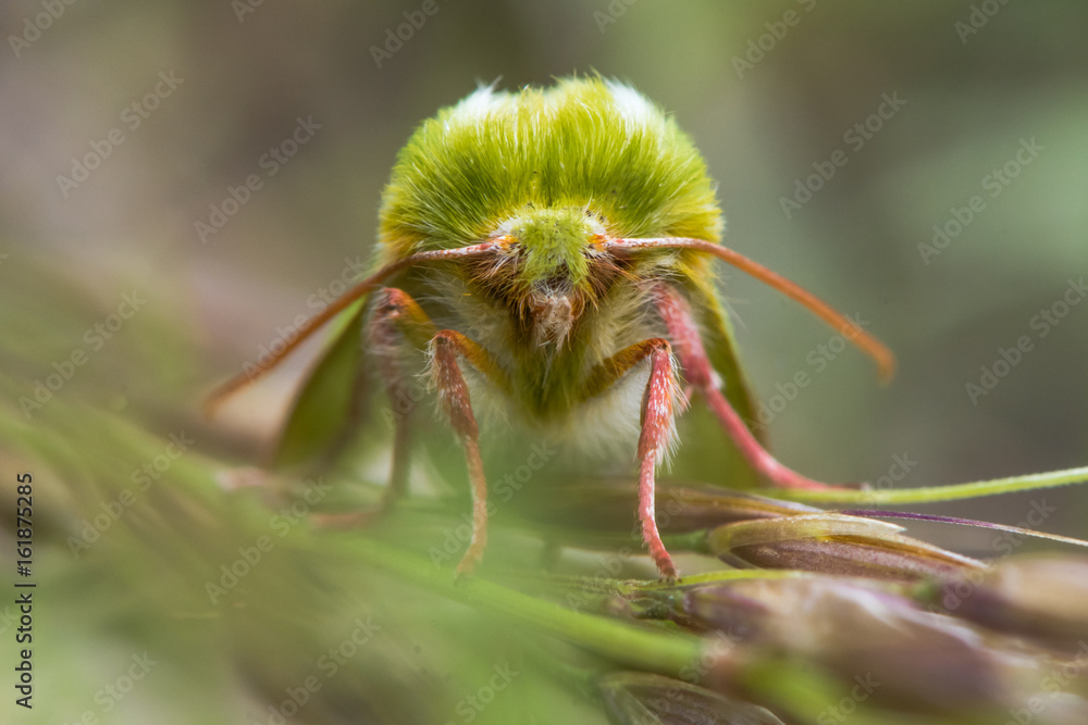 Green silver-lines moth (Pseudoips fagana) head on. One of relatively ...