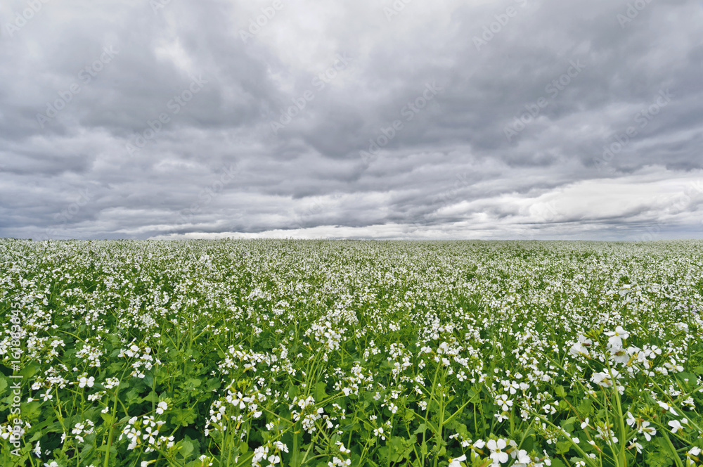 Field Of White Flowers