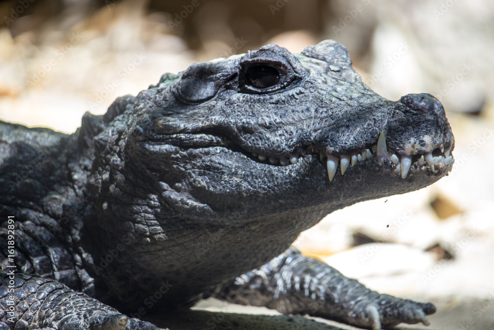 African Dwarf Crocodile is an African crocodile that is the smallest ...