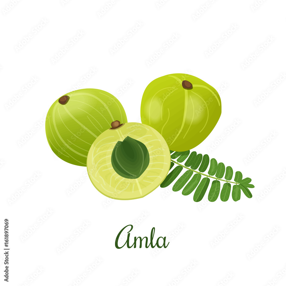 Amla fruit vector illustration. Indian gooseberry, Malacca tree, or ...