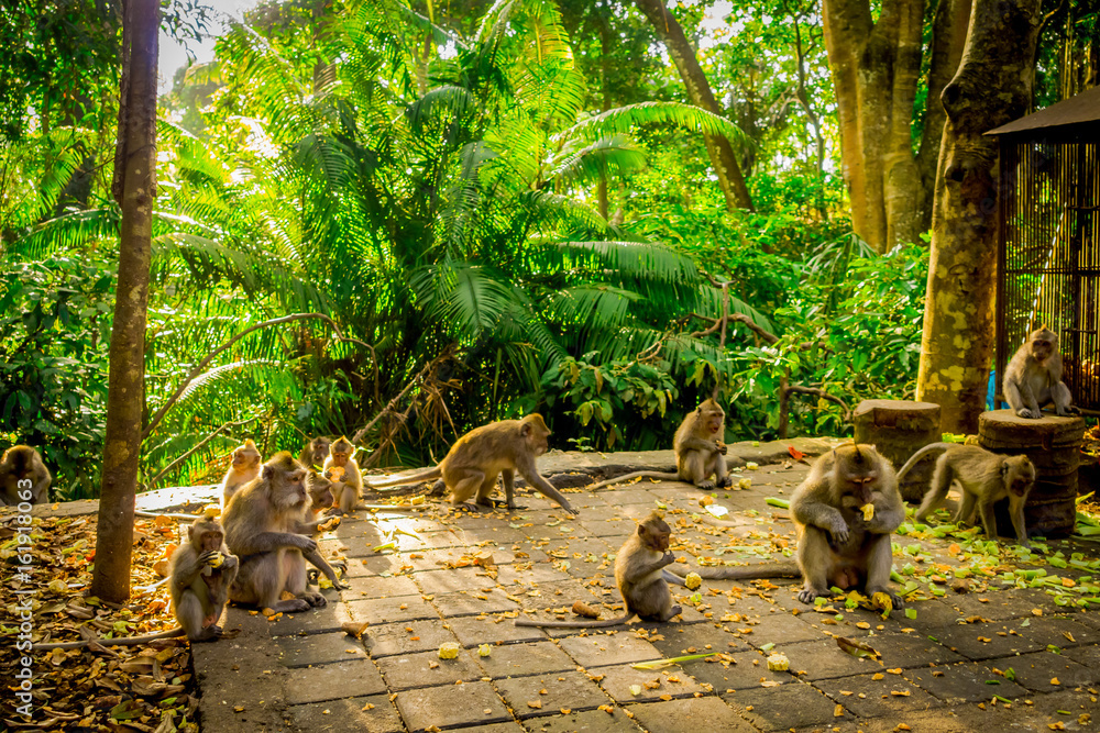 Beautiful group of long-tailed macaques Macaca fascicularis in The Ubud ...