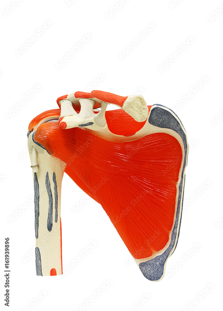 Shoulder anatomy (joint) isolated on white clipping path. Stock Photo ...