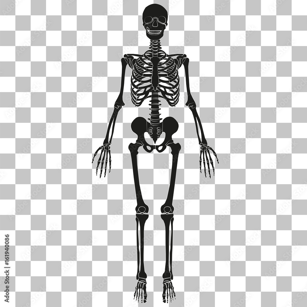 Vector image of human skeleton on a transparent background. Stock ...