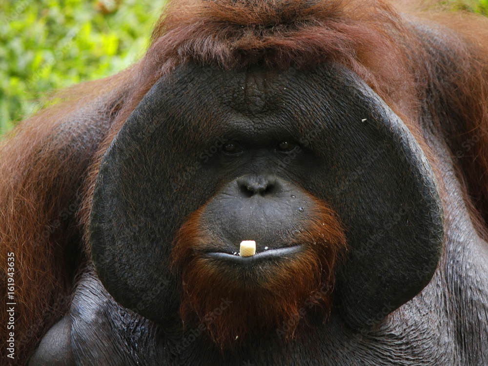 Front face view of an orangutan ape eating something Stock Photo ...