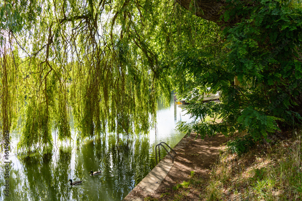 A weeping willow tree on the bank of a river and its branches filtering ...