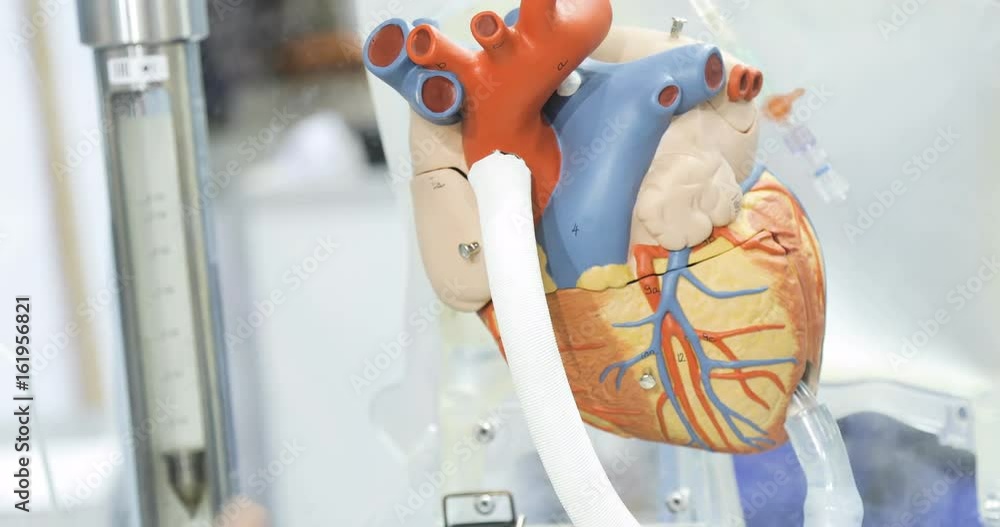 Artificial circulation of blood, man's artificial heart, model of the ...