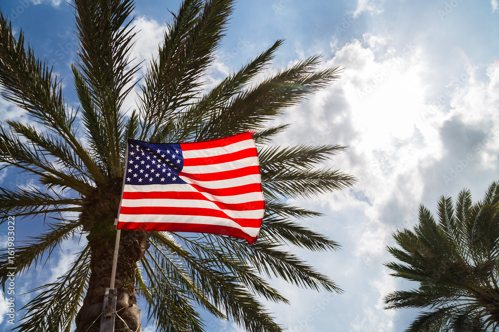American Flag Palm Tree