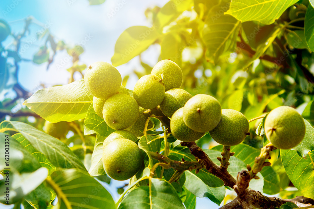 Walnut tree with fruits, sun rays. Stock Photo | Adobe Stock