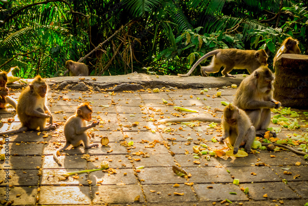 Beautiful group of long-tailed macaques Macaca fascicularis in The Ubud ...