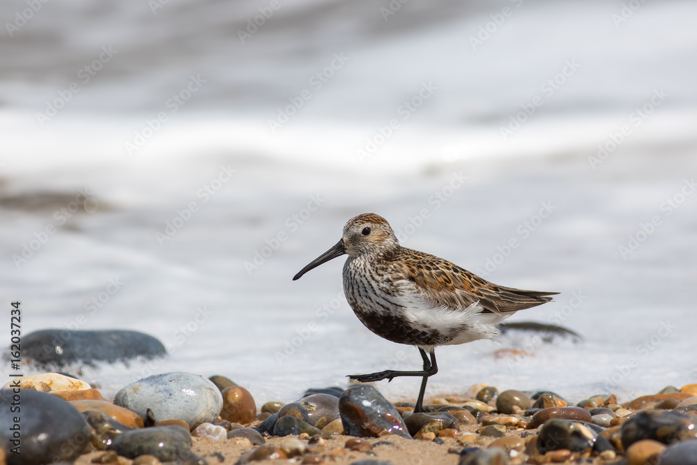Dunlin small coastal wading bird in the sandpiper family. Walking over ...