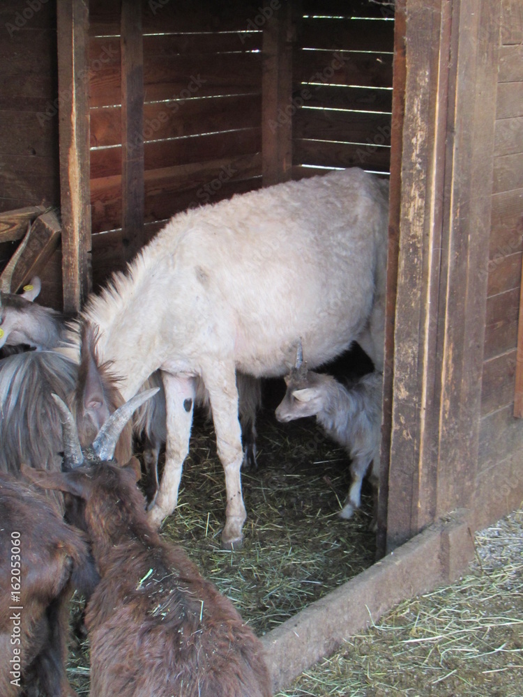 capre Stock Photo | Adobe Stock