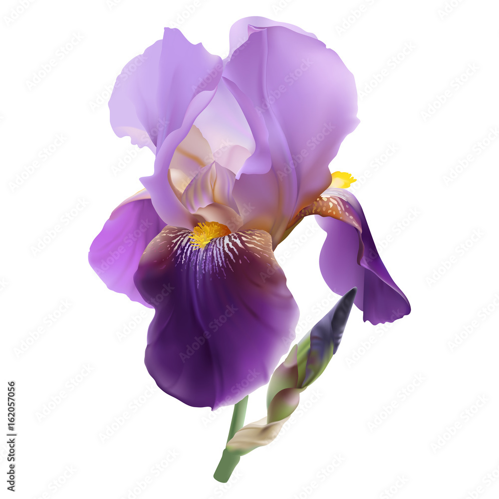 Iris flower. Hand drawn vector illustration in realistic style, on ...