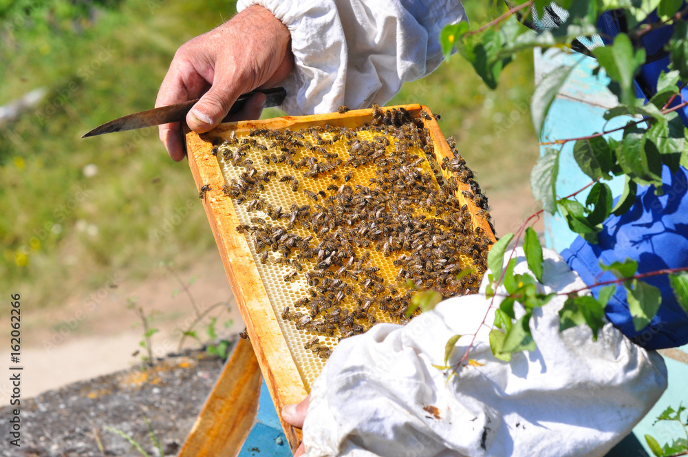 Beekeeper is working with bees and beehives on the apiary. Beekeeper ...