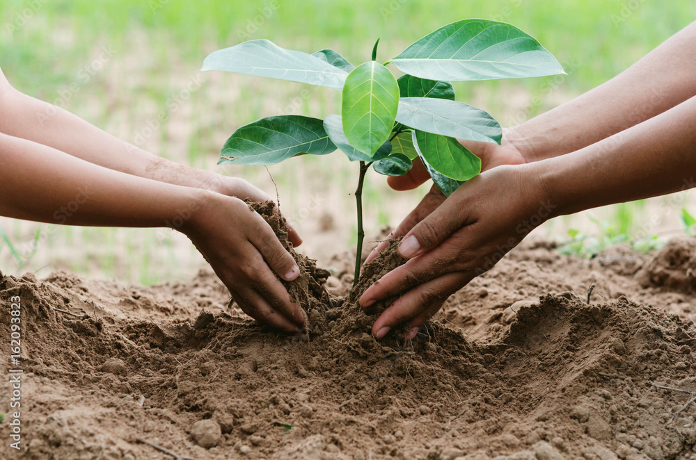 people hand helping plant the tree working together in farm concept ...