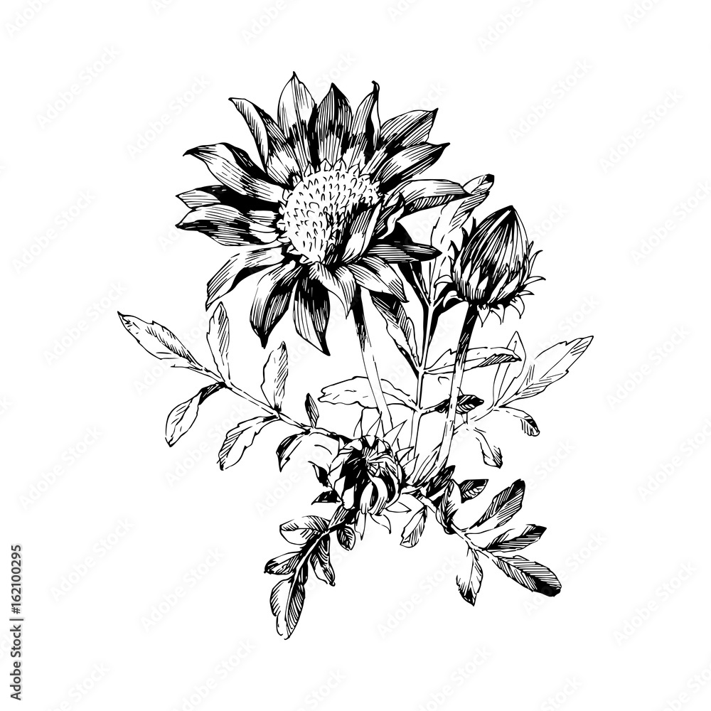 Hand drawn botanical art isolated on white background. Floral ...