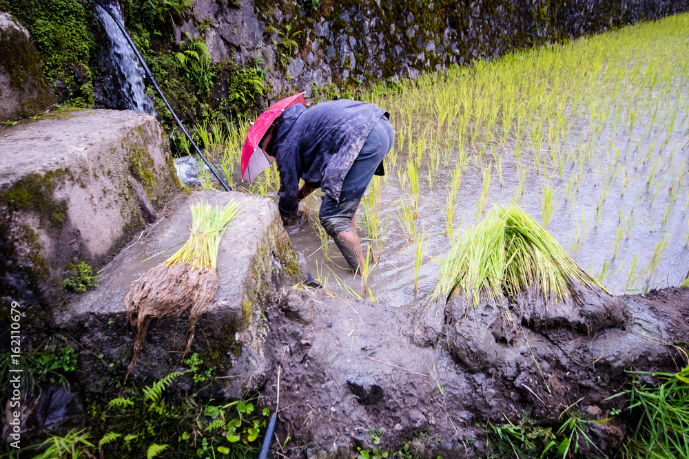 Planting rice at Banaue Rice Terraces, Philippines Stock Photo | Adobe ...
