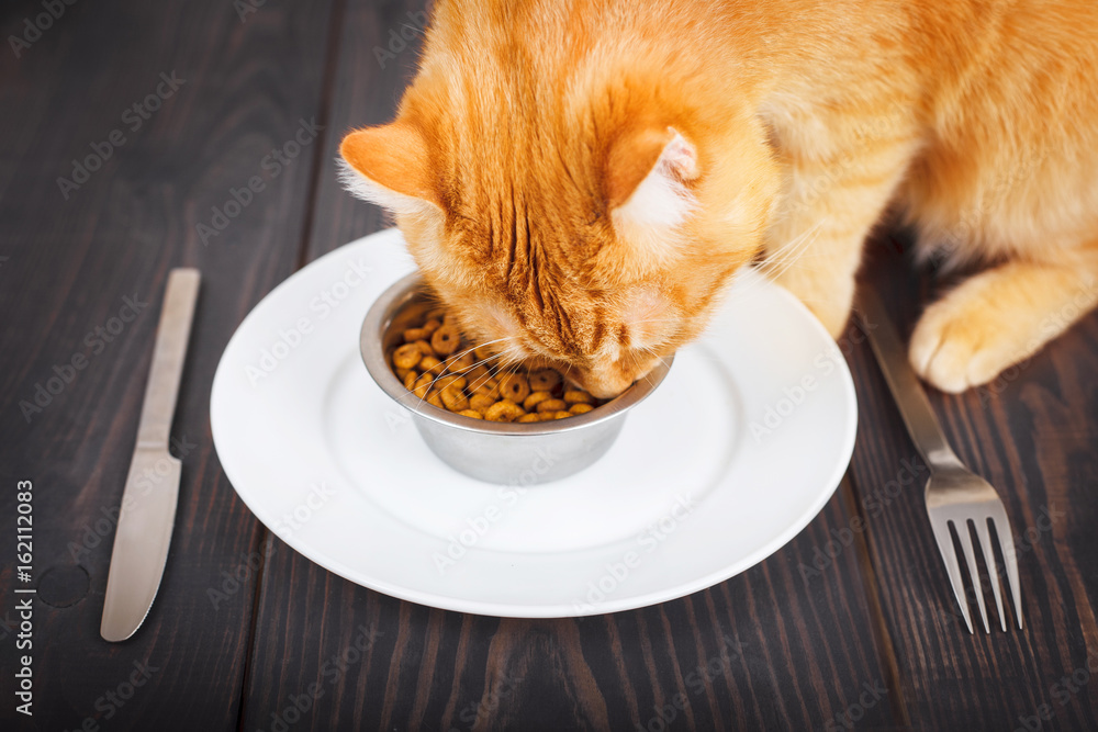 Red pet cat eating food from a plate. Stock Photo | Adobe Stock
