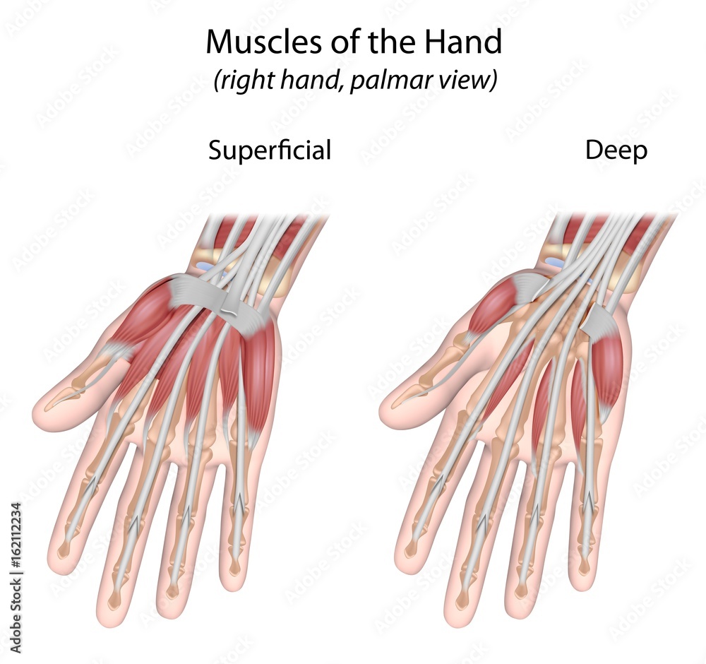 Muscles of the hand Stock Illustration | Adobe Stock