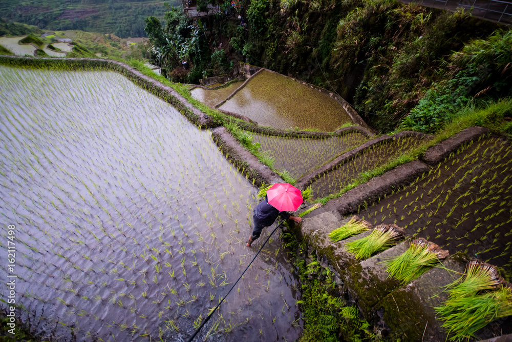 Planting rice at Banaue Rice Terraces, Philippines Stock Photo | Adobe ...
