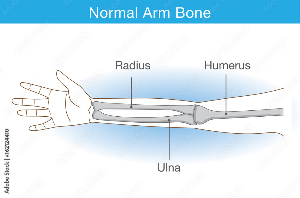 Anatomy of normal arm bone. Illustration about human body part in ...