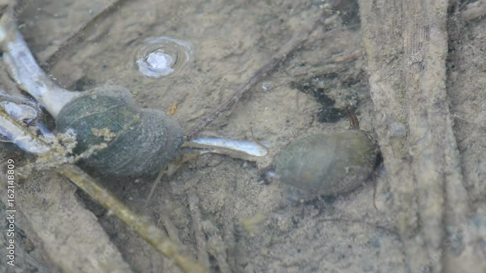 two giant apple snail are consuming a dead body of eel in the water ...