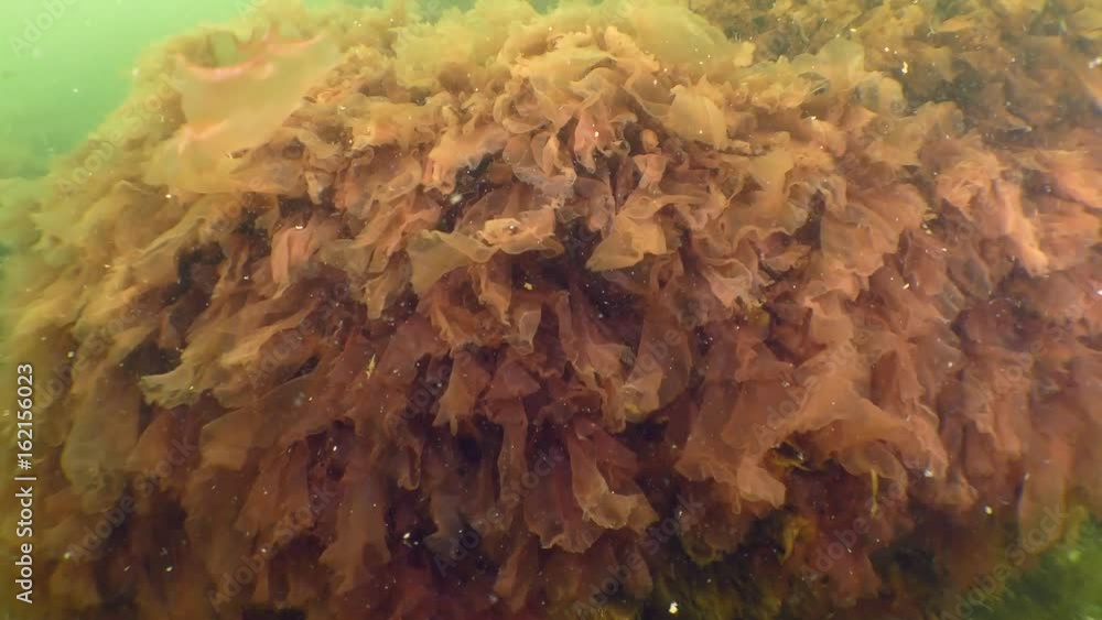 Thickets of red algae (Porphyra sp.) that oscillate in waves. Stock ビデオ ...