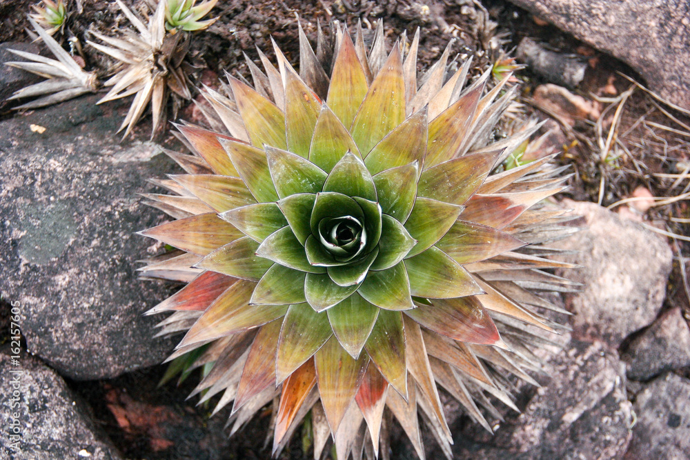 Indigenous plants on Mount Roraima, Venezuela Stock Photo | Adobe Stock