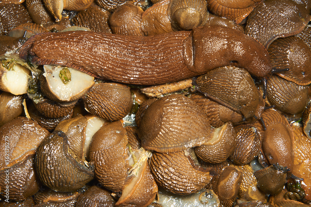 Group of slugs eating in the garden. Spanish slug (Arion vulgaris ...