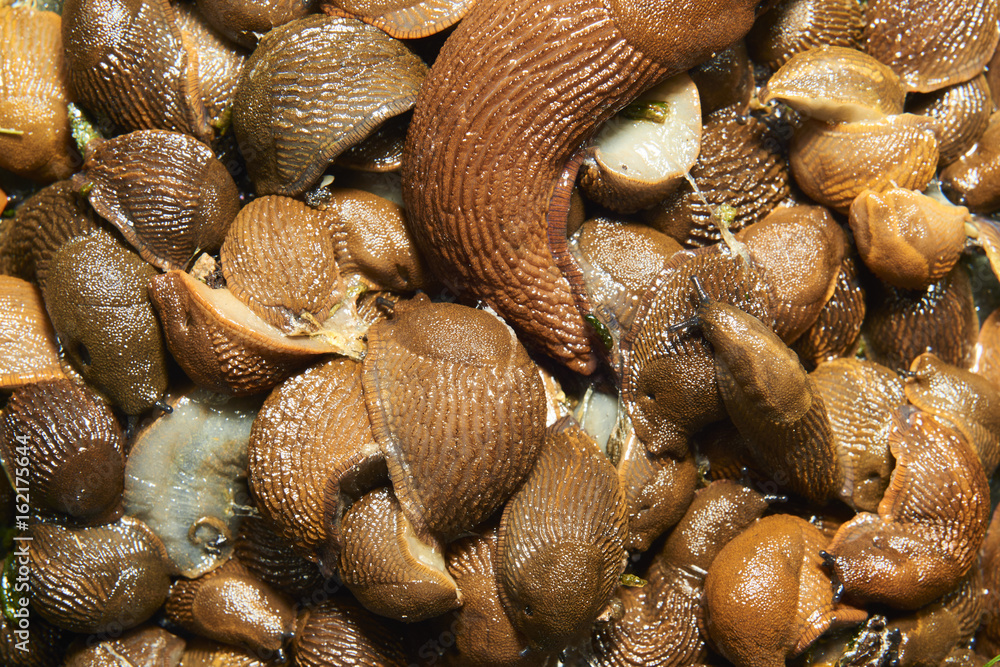 Group of slugs eating in the garden. Spanish slug (Arion vulgaris ...