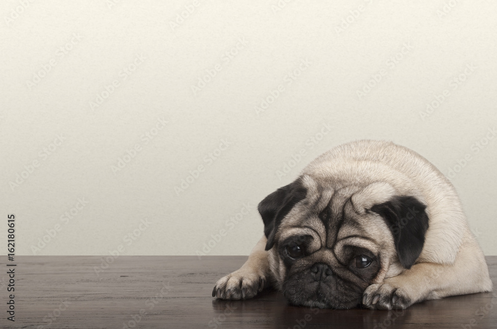 cute little pitiful sad pug puppy dog, lying down on wooden floor Stock ...