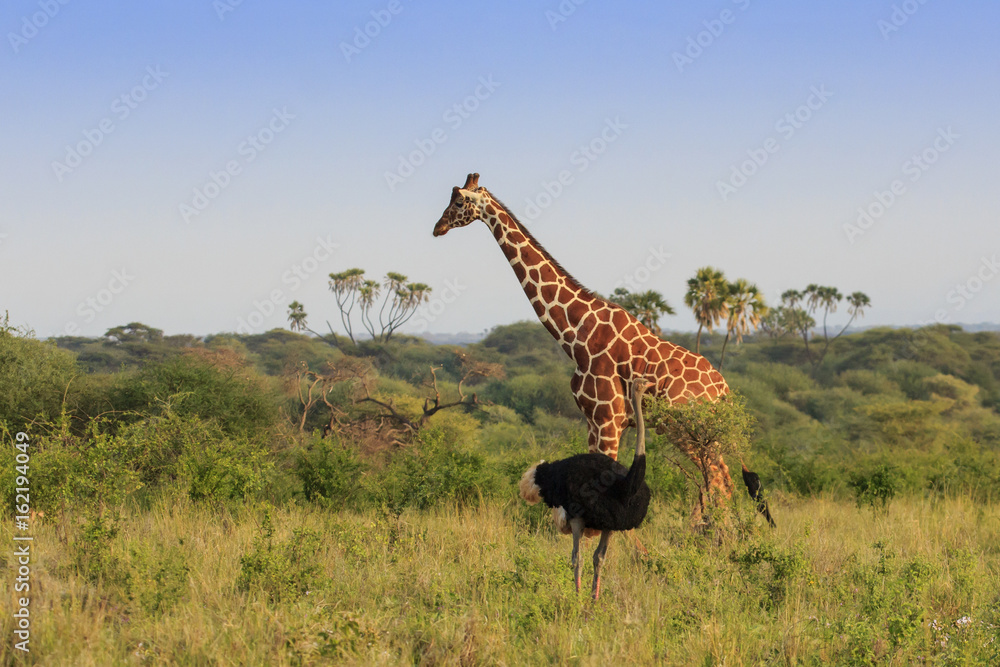 Giraffe and Ostrich - tallest mammal and tallest bird Stock Photo ...