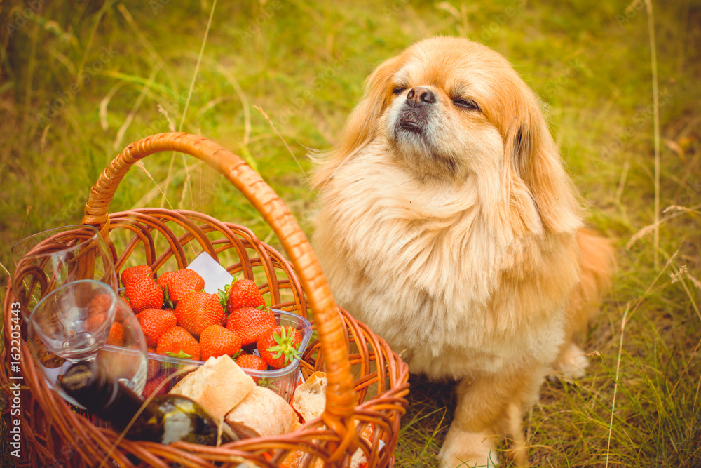 Can A Japanese Chin And A Pekingese Be Friends