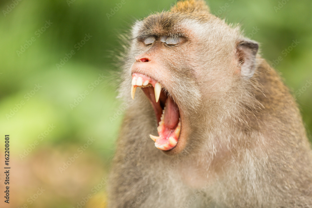 Sharp teeth of the Balinese Long-Tailed Macque Monkey. Stock Photo ...